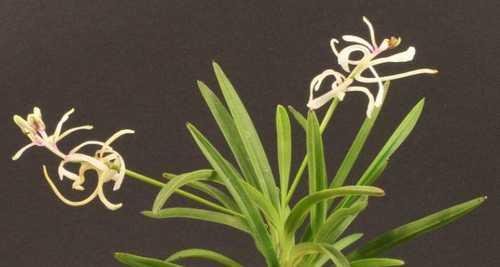 Neofinetia falcata Shunkyuden