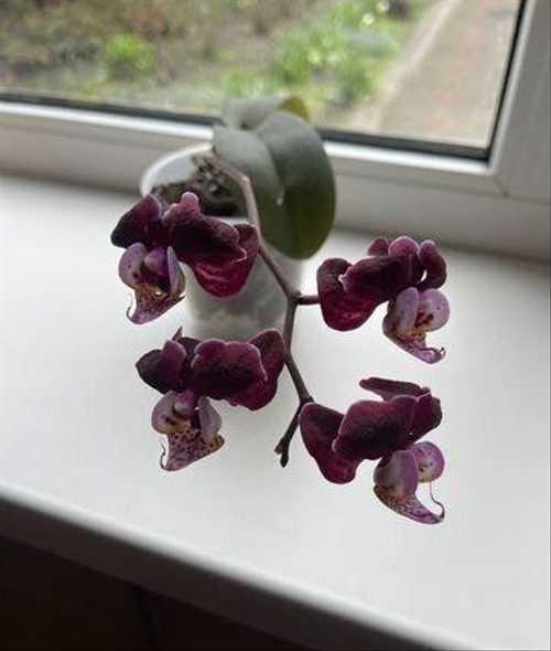 Амадора орхидея фаленопсис фото и описание