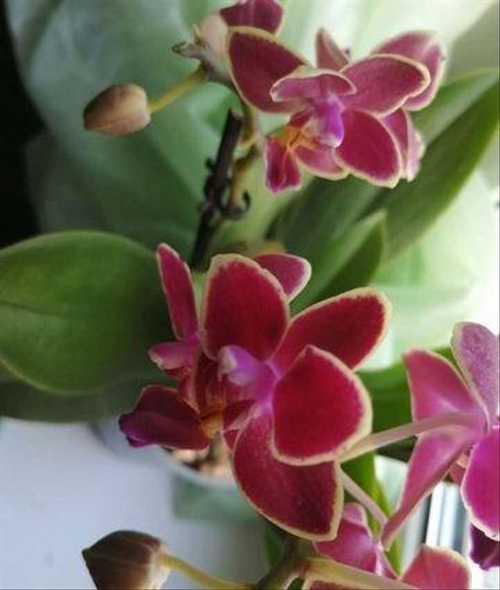 Орхидея фаленопсис сого готрис и др