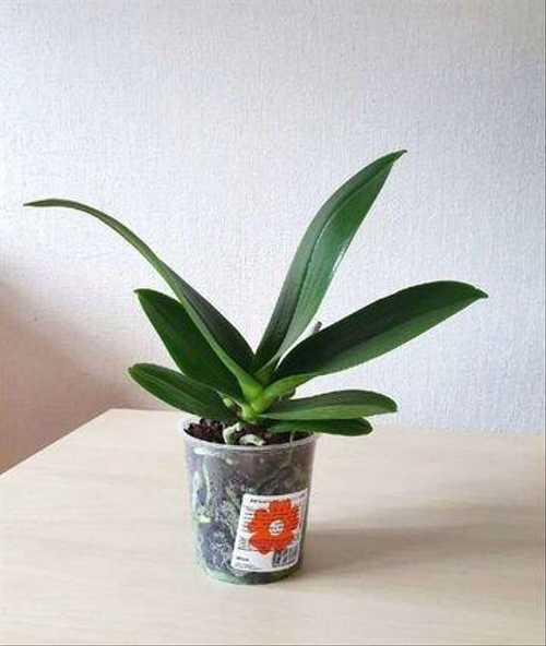 Фаленопсис белый (Орхидея)