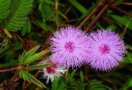 Mimosa pudica, мимоза стыдливая семена