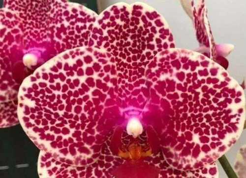 Орхидея Phal. OX Red Sesame 2.5" B49