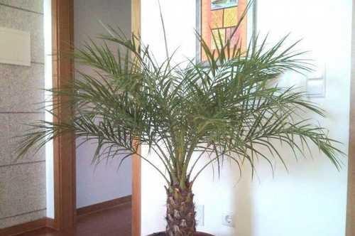Финиковая пальма саженцы