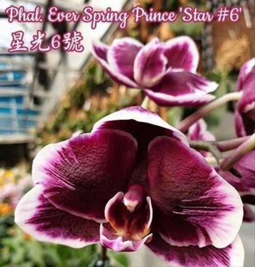 Орхидея фаленопсис В106 Phal. Ever Spring Prince ‘