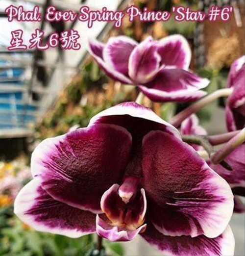 Орхидея фаленопсис В106 Phal. Ever Spring Prince ‘