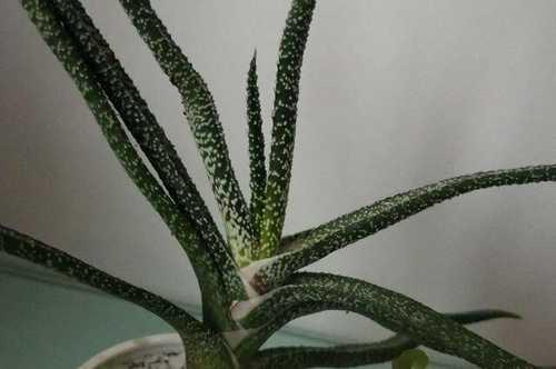 Комнатное растение суккулент гастерия