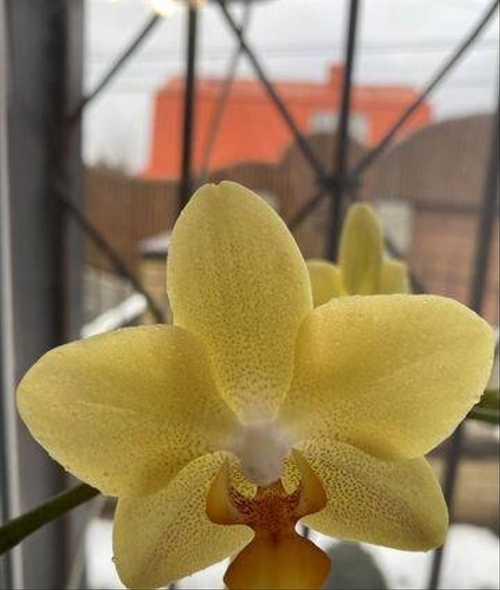 Орхидея фаленопсис а-ля Желтый шоколад