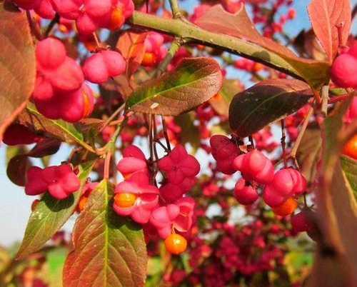 Семена бересклет европейский многолетний кустарник
