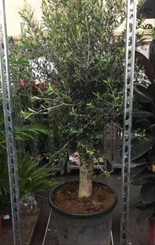 Олива штамбовая / Оливковое дерево Н 180 см