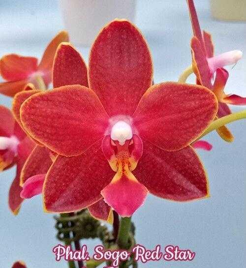 Орхидея Phal. Sogo Red Star