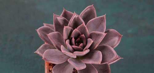 Echeveria Silver Queen