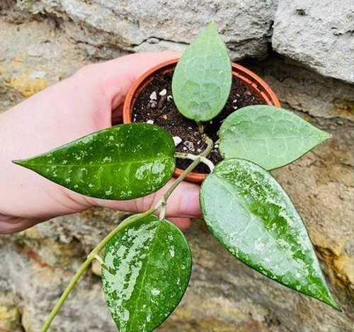 Растение Hoya parasitica "Black Margin"