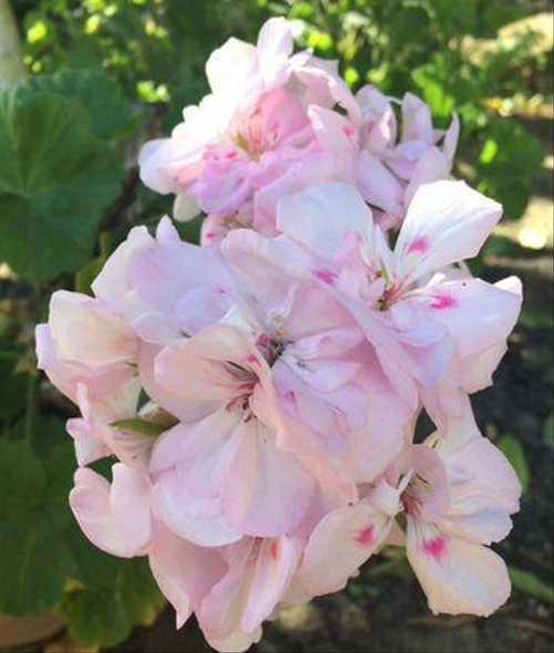 Пеларгония