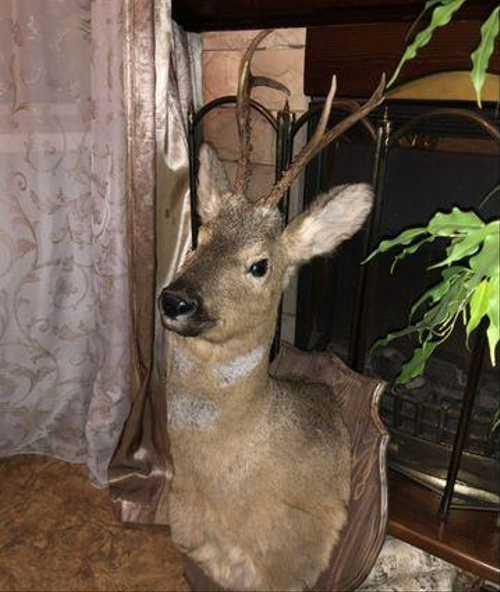 Чучело косули