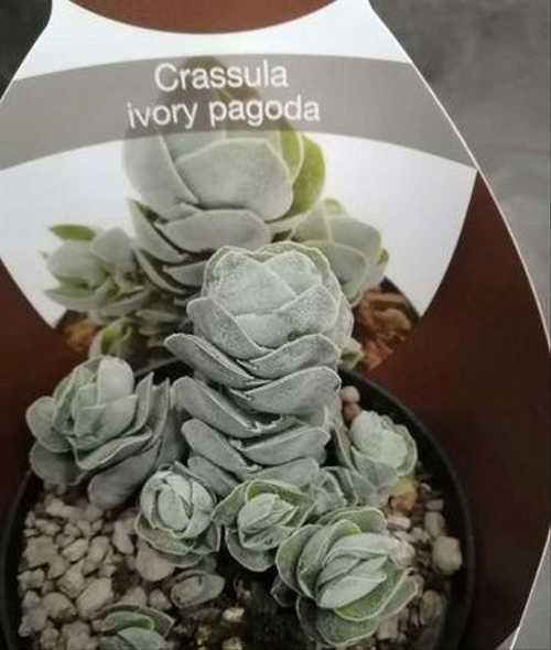 Крассула Айвори Пагода