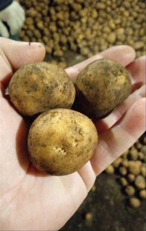Гала семена картофель калибр 3-4 от 20 тонн