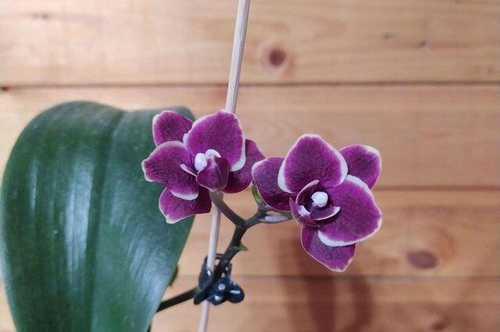 Орхидея фаленопсис тёмный