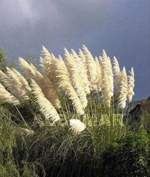 Кортадерия селло пампасная трава семена