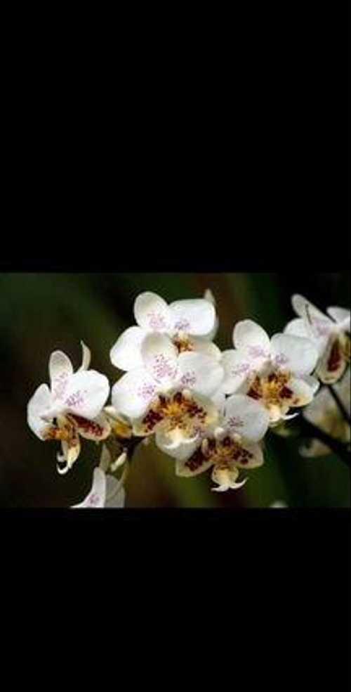 Орхидея Phal. stuartiana 'Sogo' HCC/AOS