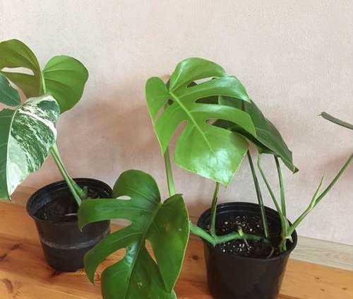 Монстеры "Monstera deliciosa"