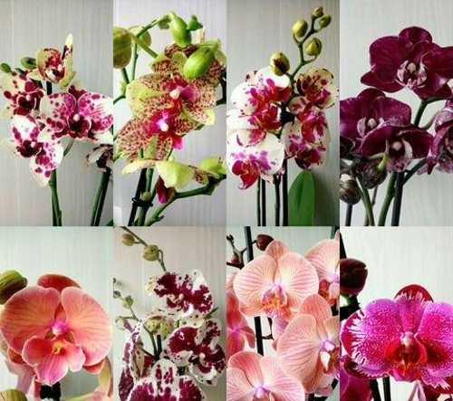 Орхидеи сортовые цветущие
