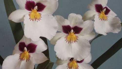 Орхидея мильтониопсис (мильтония)