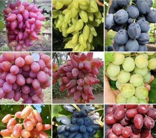 Саженцы винограда более 50 сортов