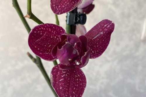 Орхидея фаленопсис Пелор Кимоно