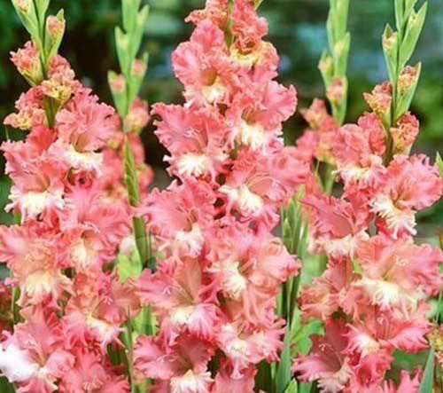 Гладиолусы сортовые