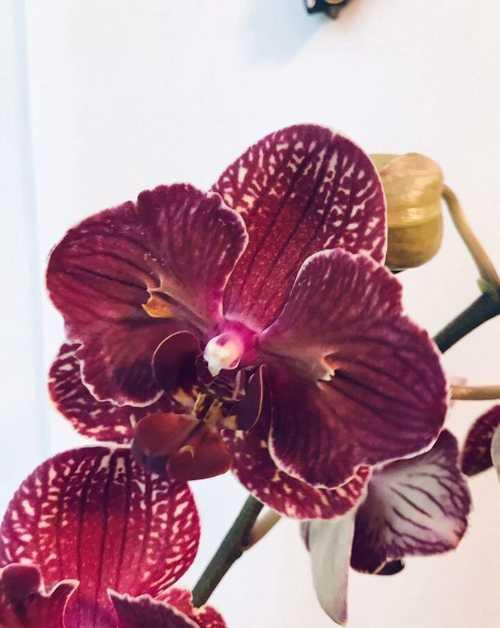 Орхидея Фаленопсис «кимоно» бабочка