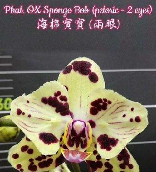 Орхидея фаленопсис OX Sponge Bob (peloric - 2 eyes