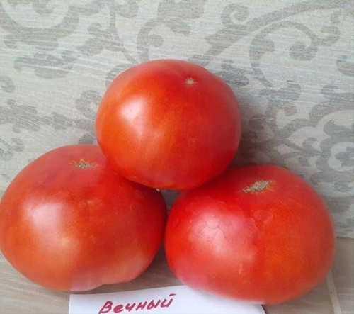 Вечный зов семена сортового томата