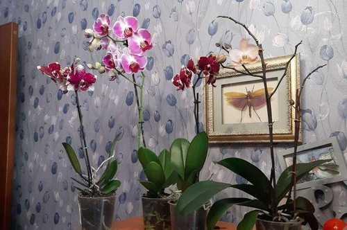 Орхидеи: редкие сортовые Prossecco