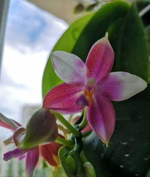 Орхидея фаленопсис tetraspis hibr