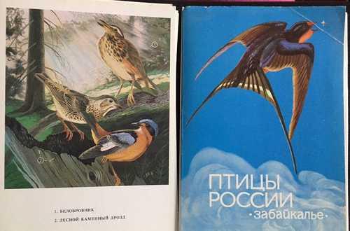 Набор открыток «Птицы России. Забайкалье»