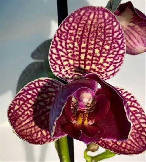 Орхидея фаленопсис бабочка-пелорик, цветущая