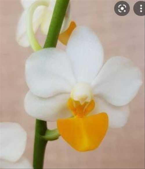 Орхидея фаленопсис Liu's triprince 'yellow lip'