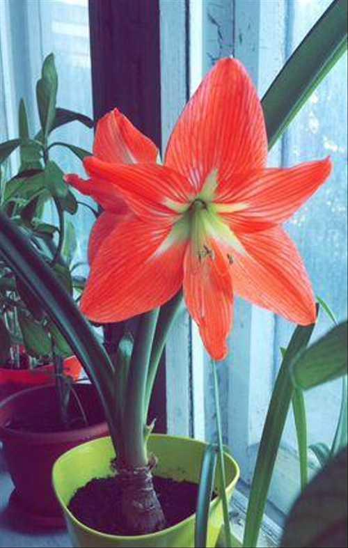 Комнатные цветы растения Гиппеаструм Амариллис