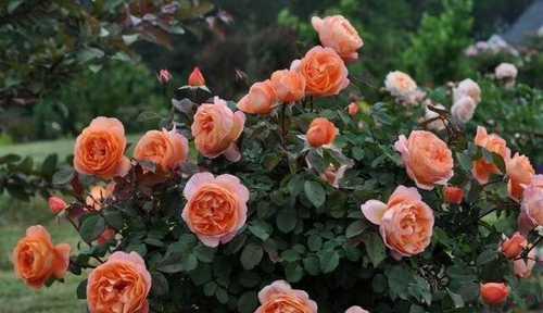 Питомник продаёт розу английскую Леди оф Шалот