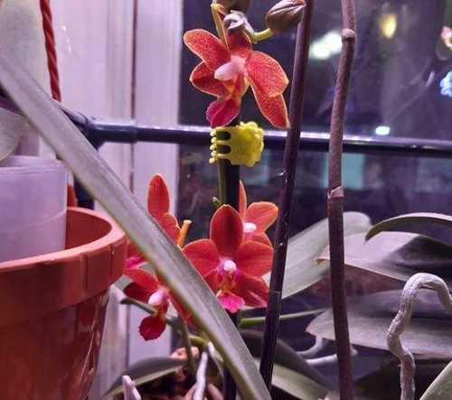 Орхидея фаленопсис Феникс