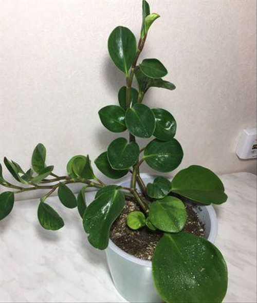 Пеперомия туполистная (Peperomia odtusifolia )