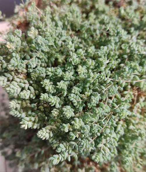 Очиток густолистный (Sedum dasyphyllum) суккулент