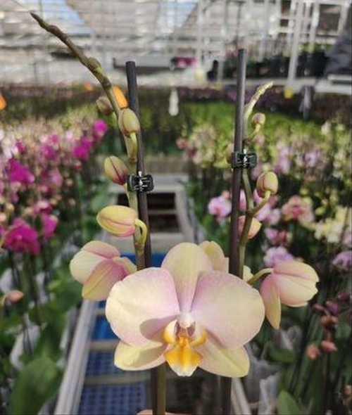 Орхидея фаленопсис персиковая