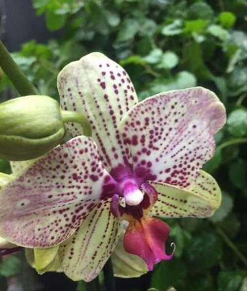 Орхидея фаленопсис Клеопатра мутация формы