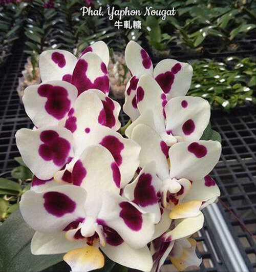 Орхидея Phal. Yaphon Nougat