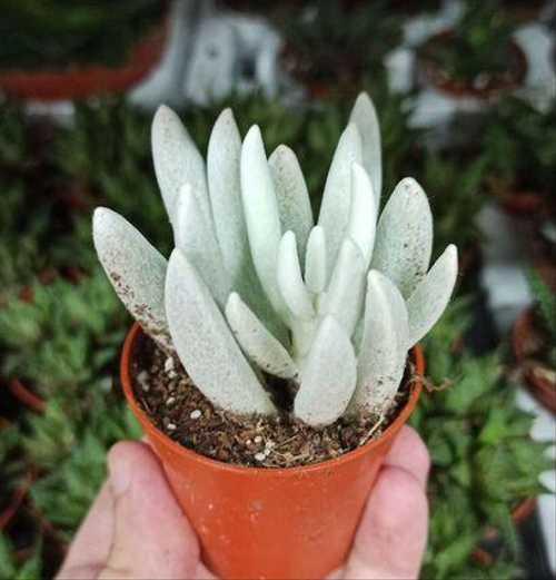 Сенецио (Senecio Haworthii 'Mont Blanc')