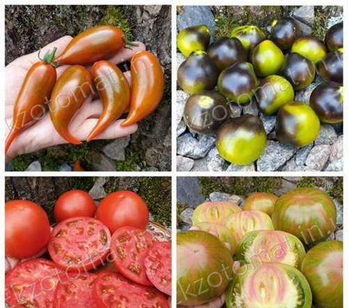 Экзотические семена томатов и перцев (более 400)