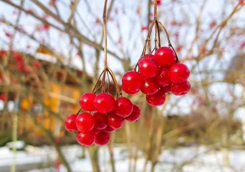 Калина, облепиха (мужская и женская Чуйская), дуб
