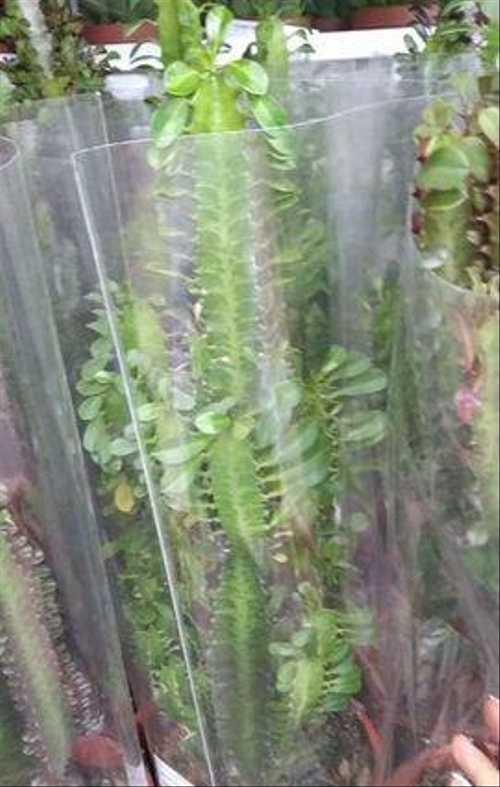 Эуфорбия зеленая Тригона 50-60 см