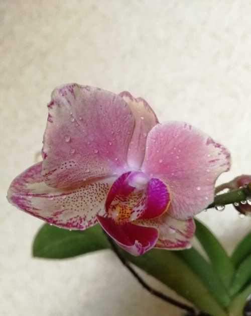 Орхидея фаленопсис pirate picotee (цветет)